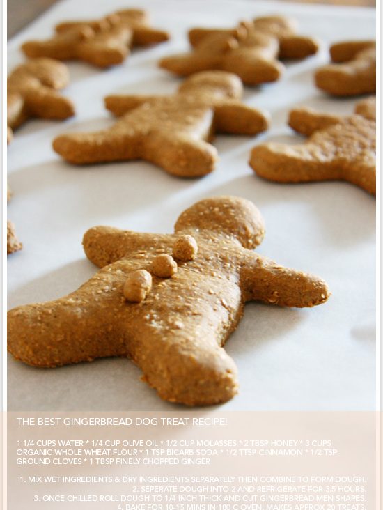 Gingerbread for Dogs: The Best Gingerbread Dog Treat Recipe