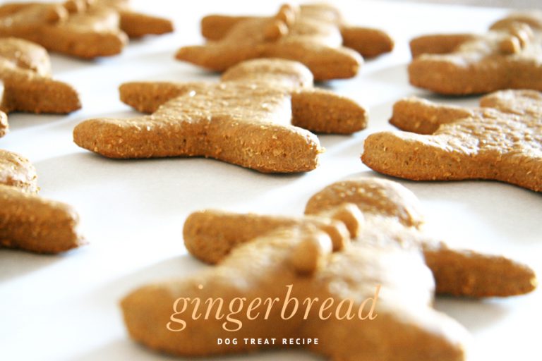Gingerbread for Dogs: The Best Gingerbread Dog Treat Recipe