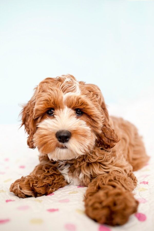 Tessa the Cockapoo Puppy by Happy Tails Pet Photography | Pet ...