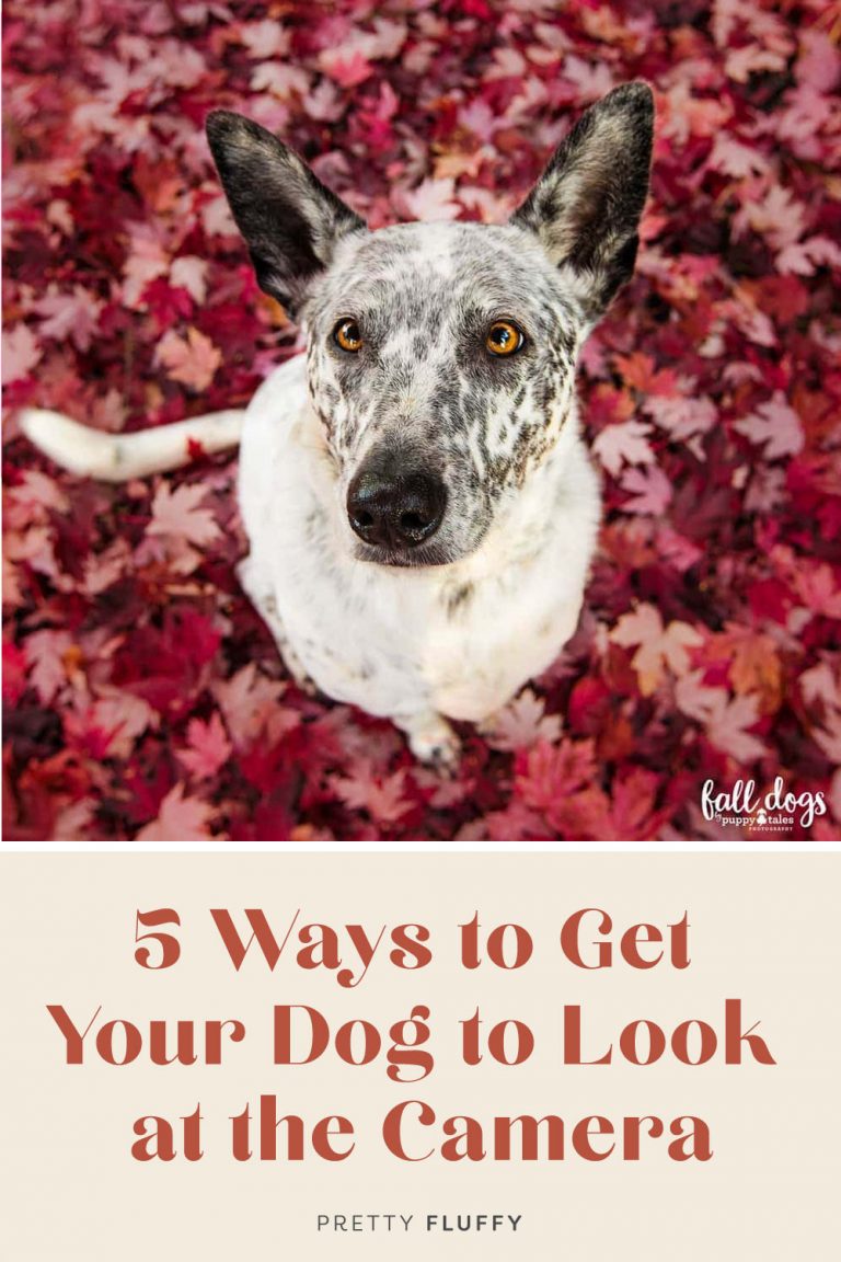 Pet Photography Tips: 5 Ways to Get Your Dog to Look at the Camera