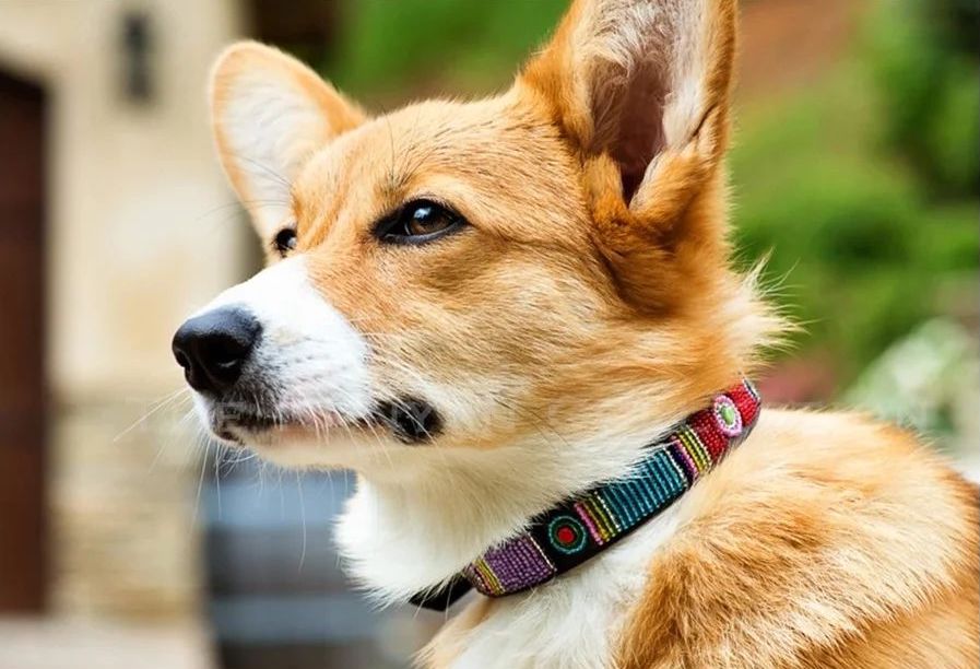 7 Bright & Fun Dog Collars for Funky Pups