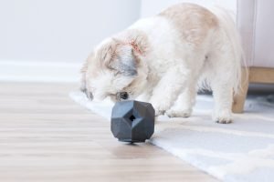 15 Fun & Easy Ways to Mentally Stimulate Your Dog | Pretty Fluffy: The ...