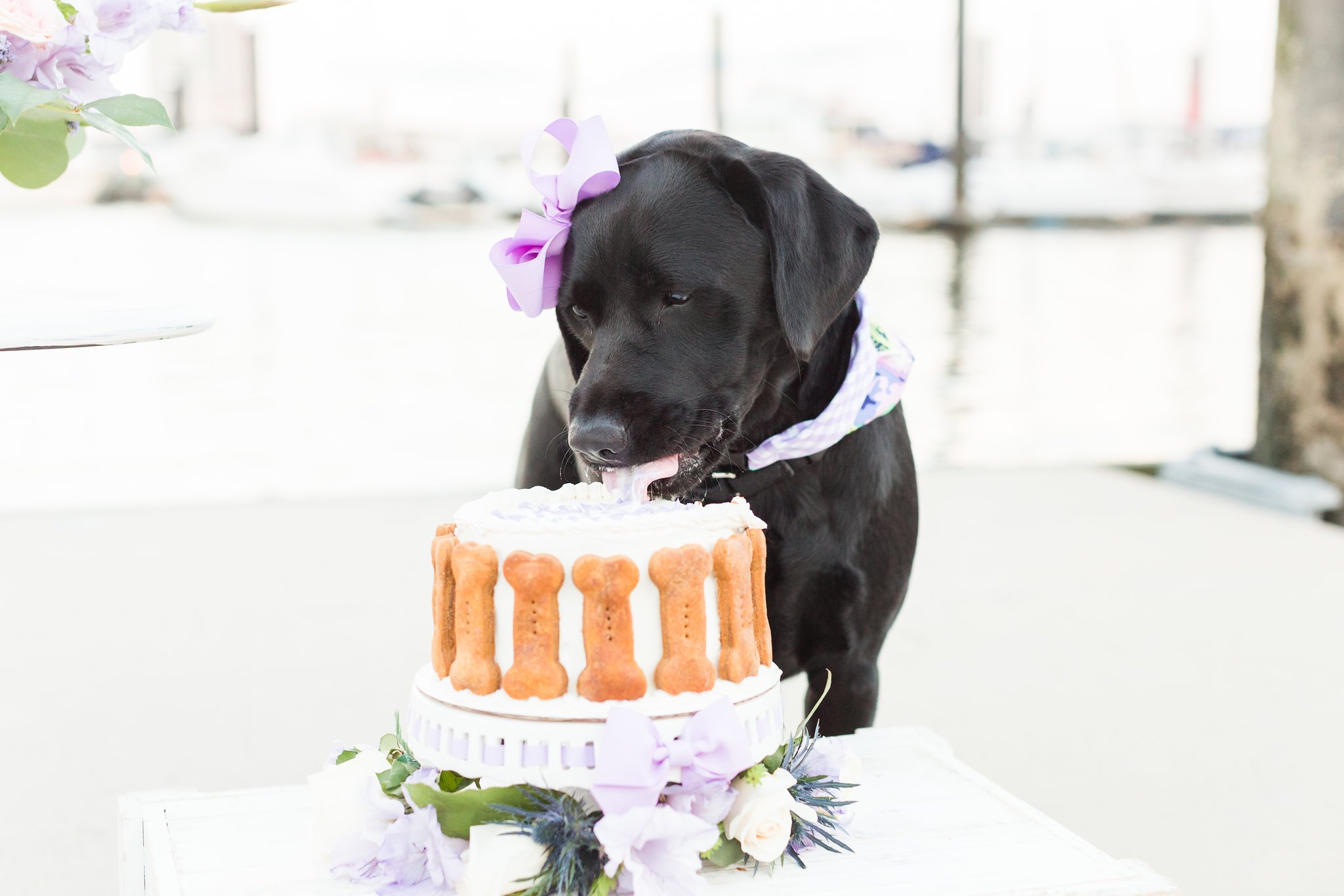 Lab Dog Birthday Images