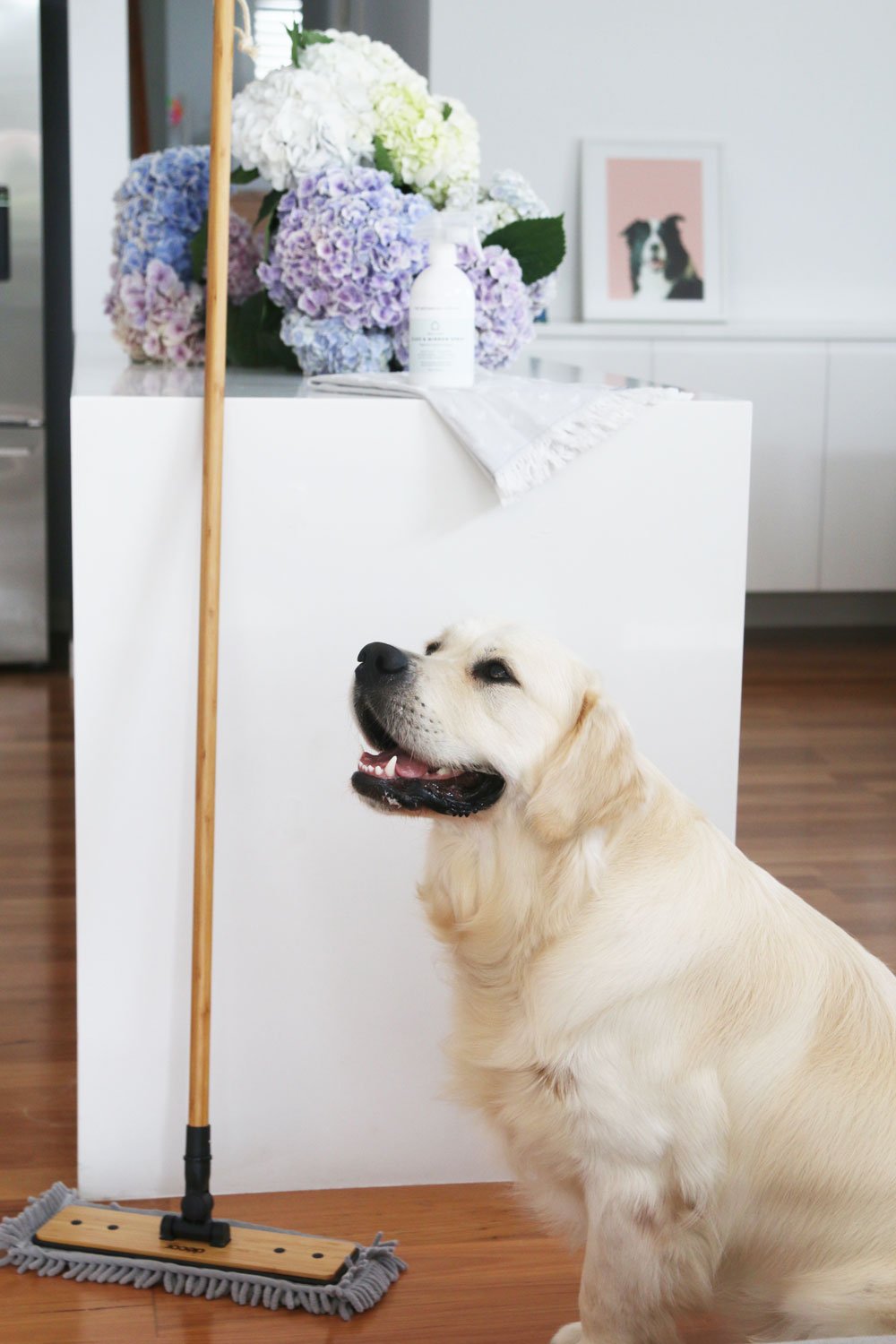 How To Keep A House Clean with Dogs: Your Ultimate Guide