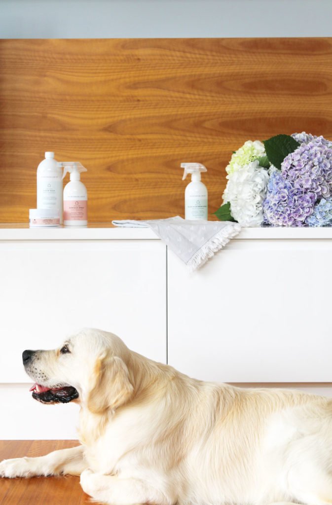 How To Keep A House Clean with Dogs: Your Ultimate Guide