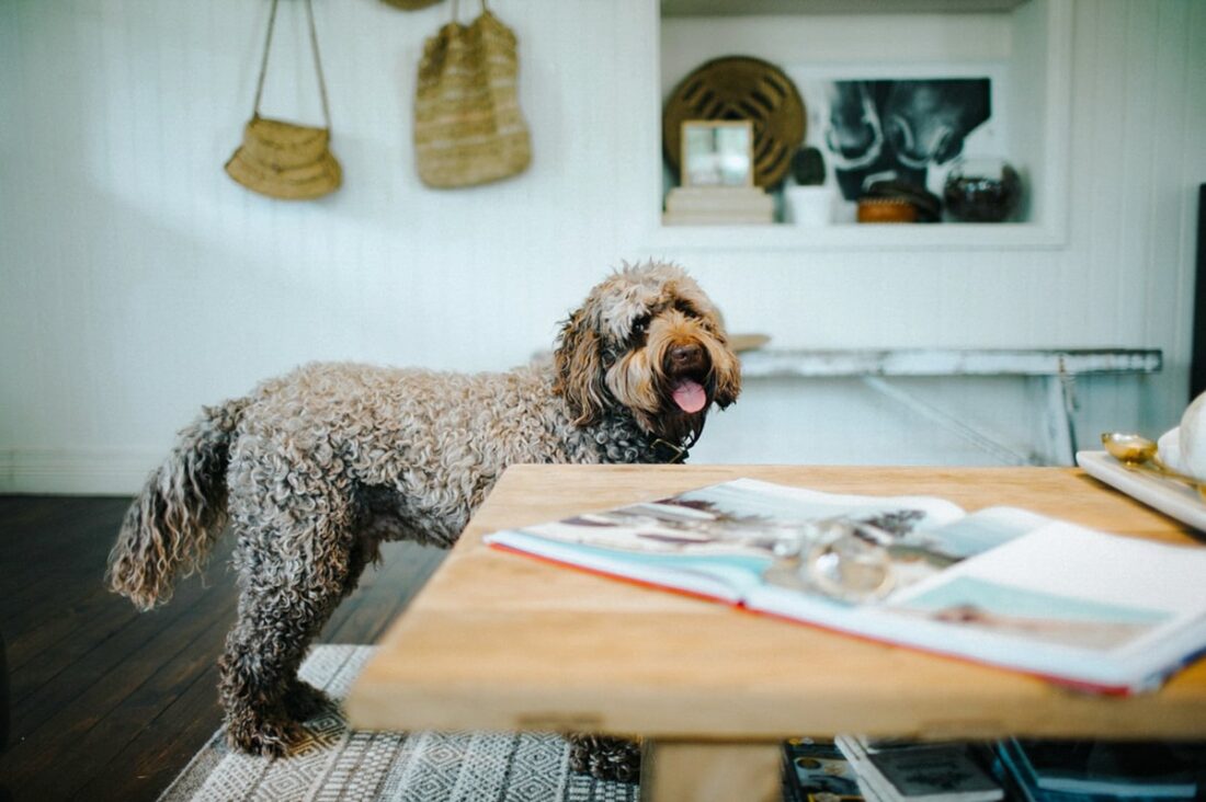 5 Reasons to Do an In-Home Pet Photo Shoot | Pet Photography