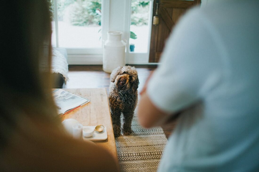 5 Reasons to Do an In-Home Pet Photo Shoot | Pet Photography