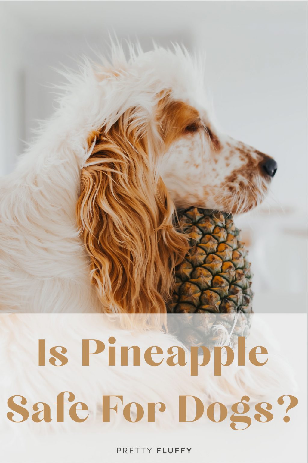Can Dogs Eat Pineapple? | Dog Health & Wellbeing | Pretty Fluffy