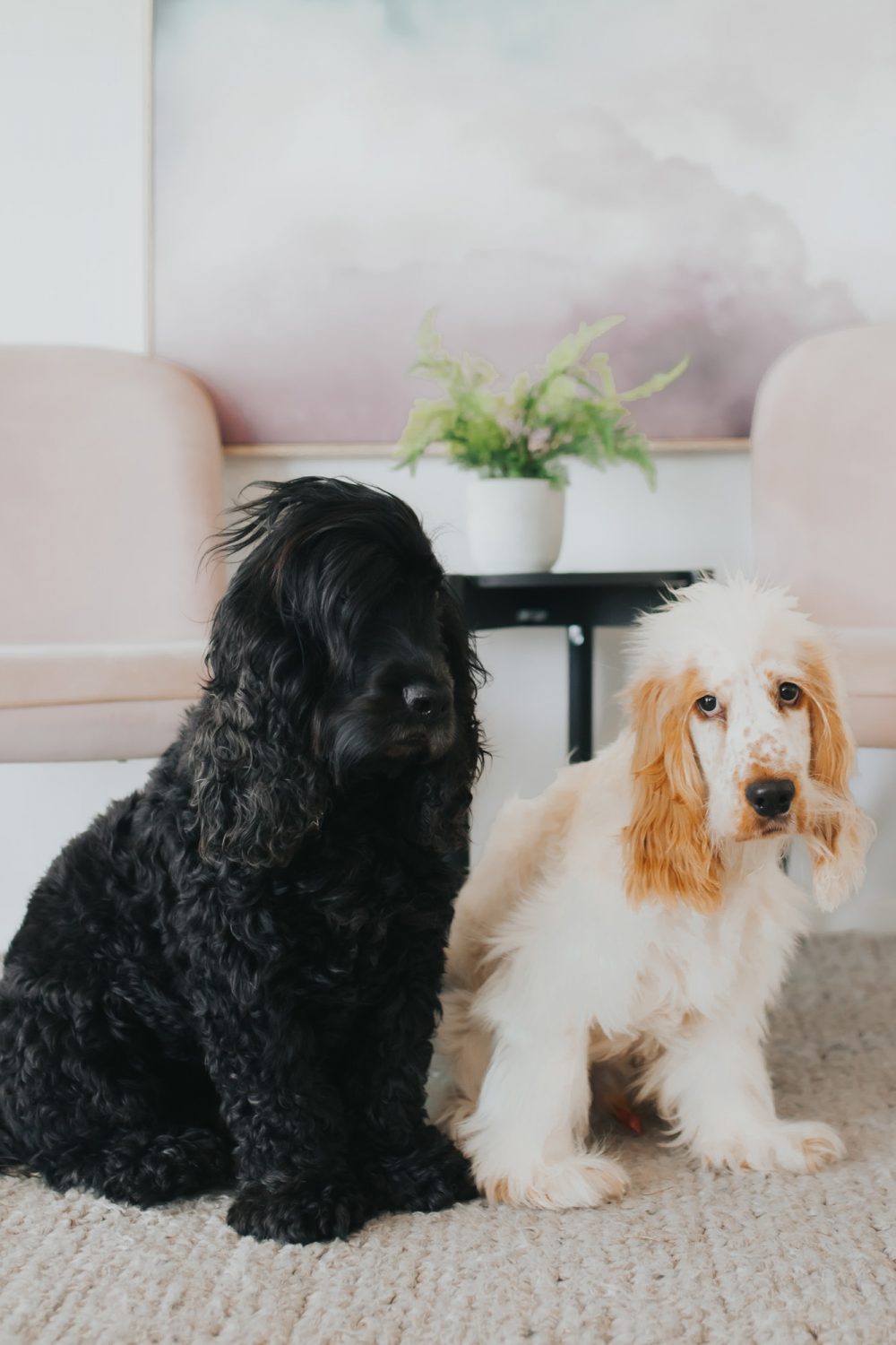 Getting a Second Dog - Should You Do It? Questions, Tips, Pros & Cons