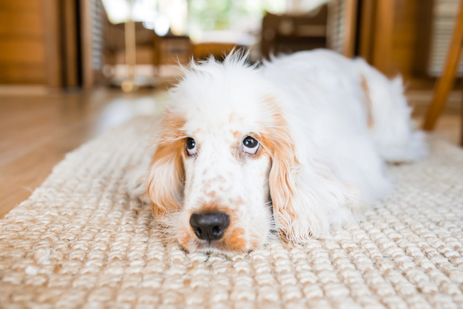 Getting a Second Dog - Should You Do It? Questions, Tips, Pros & Cons