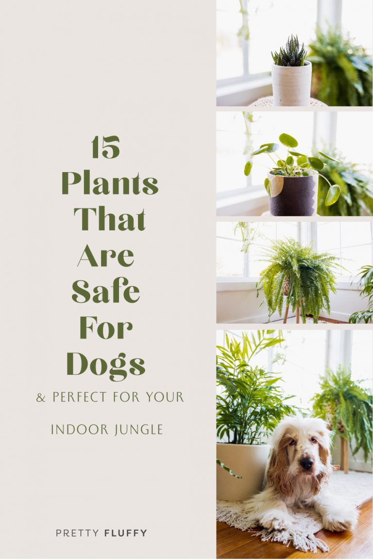 15 Plants That Are Safe For Dogs & Perfect for Your Indoor Jungle