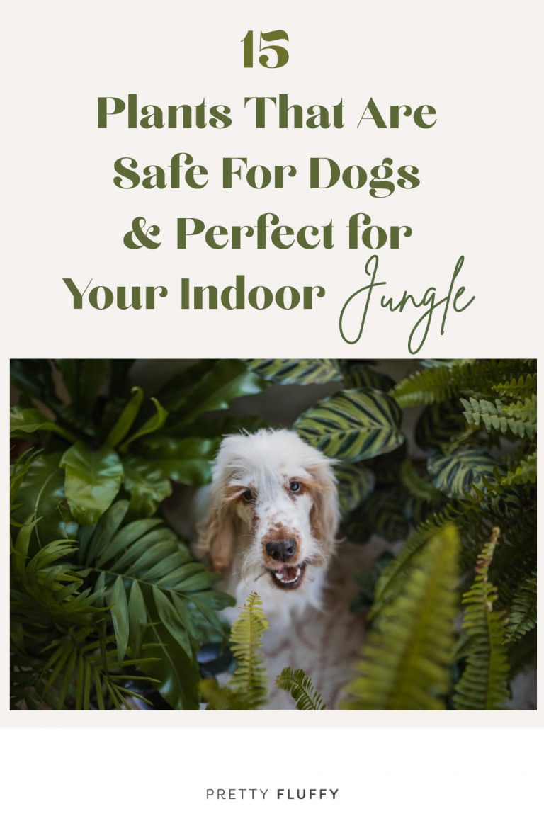 15 Plants That Are Safe For Dogs & Perfect for Your Indoor Jungle