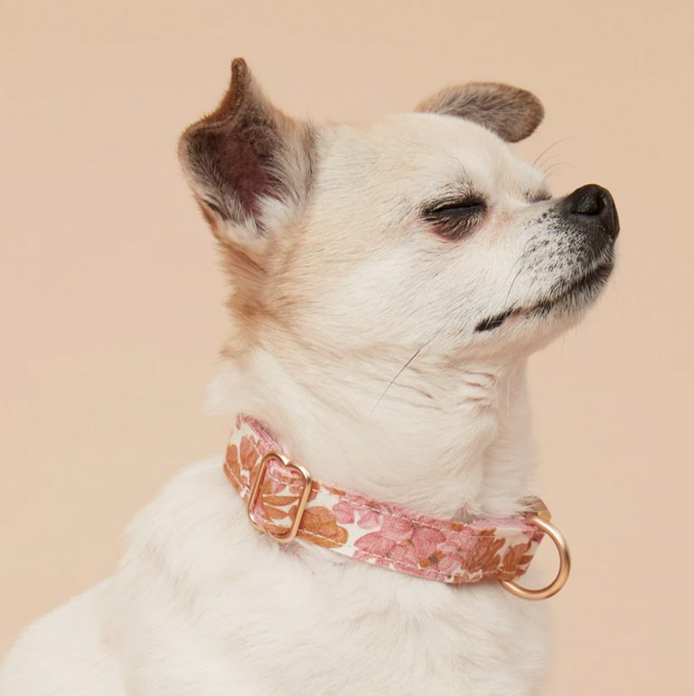 12 Fall Dog Collars to Spice up Your Pup's Wardrobe (2026)