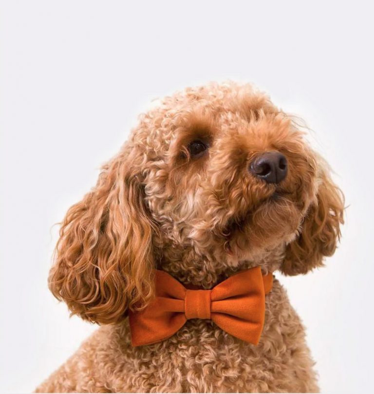 12 Fall Dog Collars to Spice up Your Pup's Wardrobe (2025)