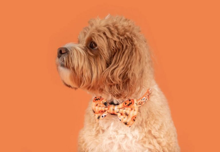12 Fall Dog Collars to Spice up Your Pup's Wardrobe (2026)