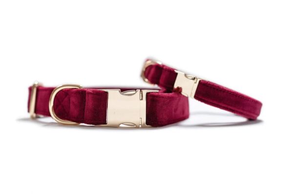 12 Fall Dog Collars to Spice up Your Pup's Wardrobe (2026)