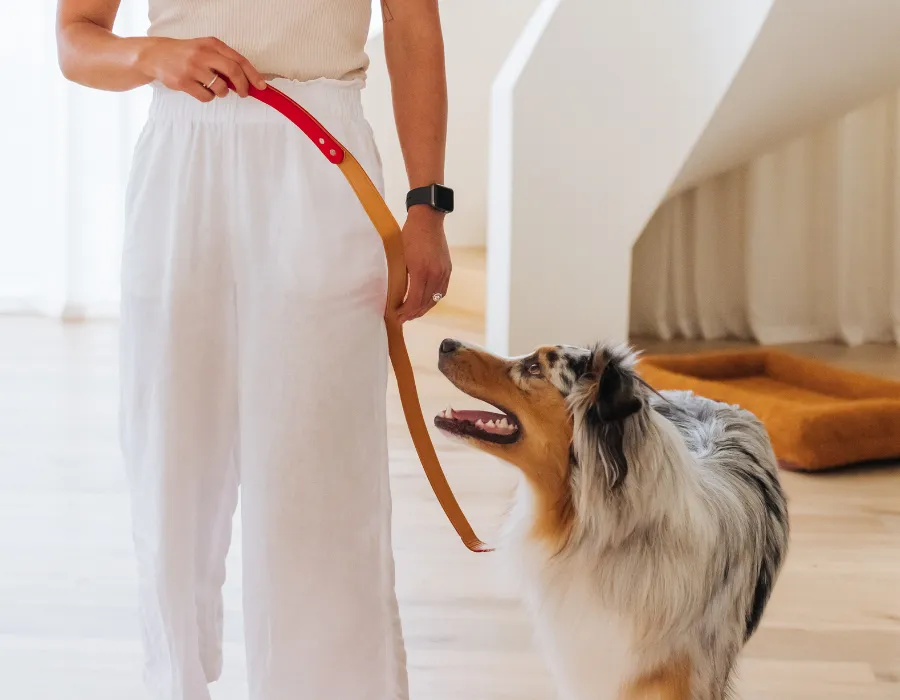 15 Fun & Easy Ways to Mentally Stimulate Your Dog | Pretty Fluffy: The ...