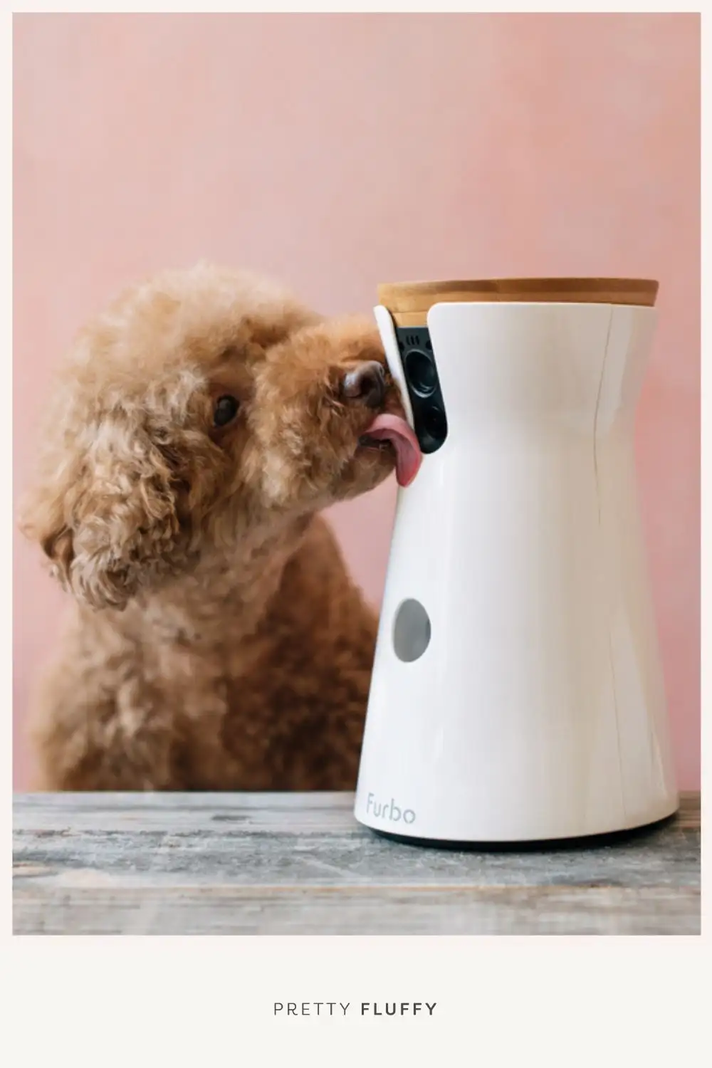 Smart Technology for Pets: 6 Pet Tech Picks 2024