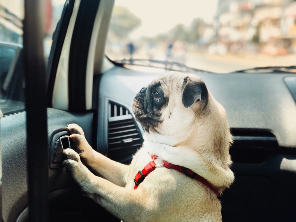 How to Plan a Long-Distance Road Trip With Your Dog | Pretty Fluffy ...